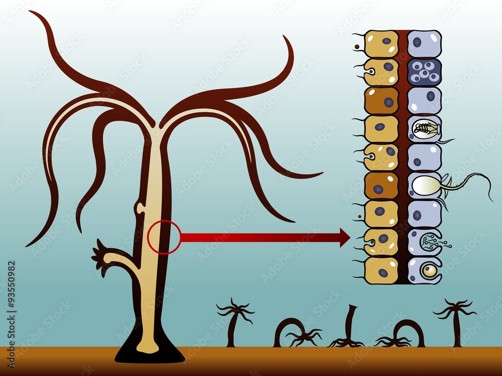 Hydra vulgaris. The structure of the hydra. The method of movement ...