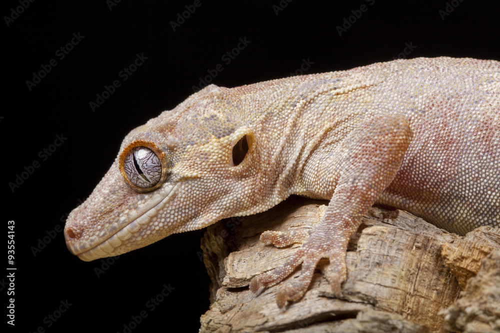 Gargoyle Gecko Stock-Foto | Adobe Stock