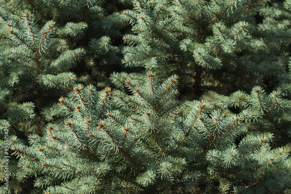 blue spruce brunches Stock Photo | Adobe Stock