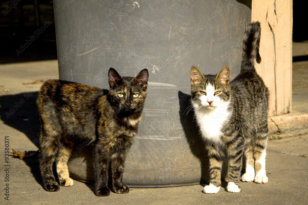 Two sweet kittens standing next to each other on pavement looking at ...