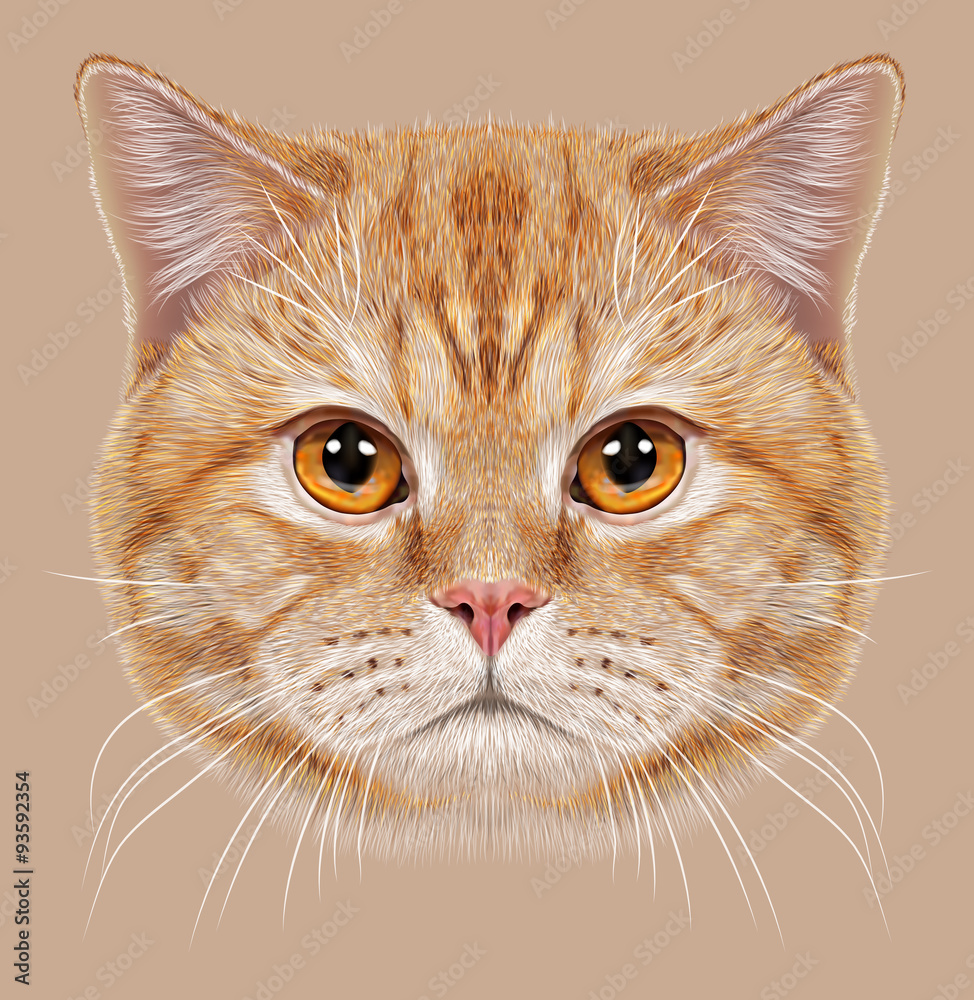 British shorthair cat animal cute face. Illustrated happy tabby orange ...