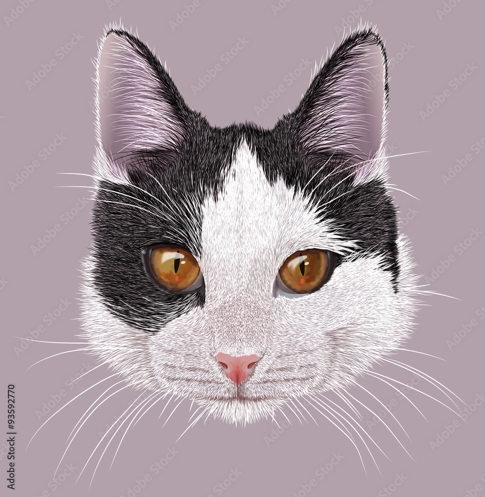 Realistic Cat Head Drawing