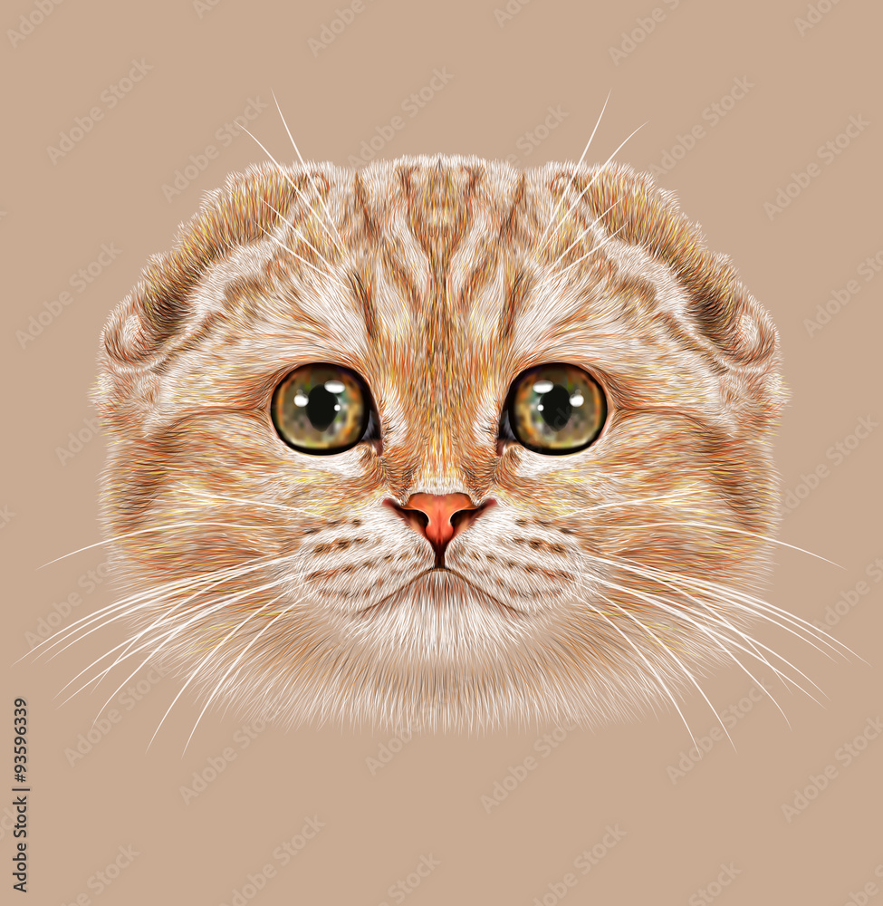 Orange Scottish Fold Cats