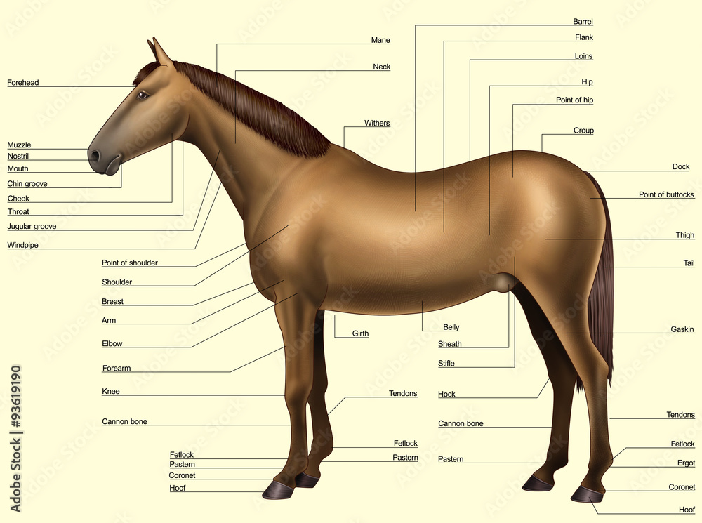 Horse anatomy - Body parts Stock Illustration | Adobe Stock