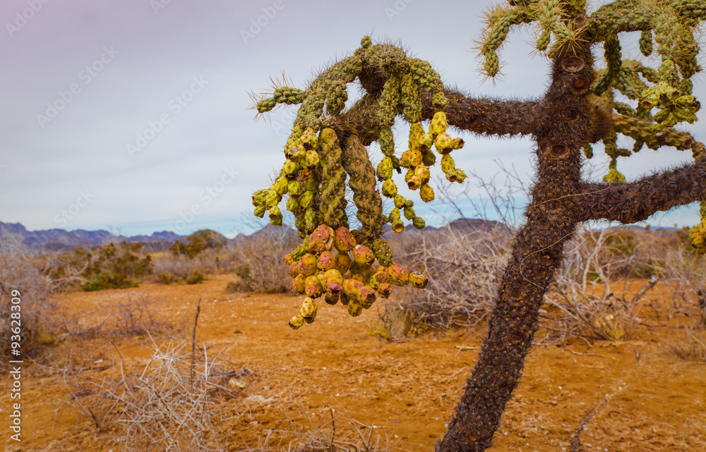 Chain Fruit Cholla