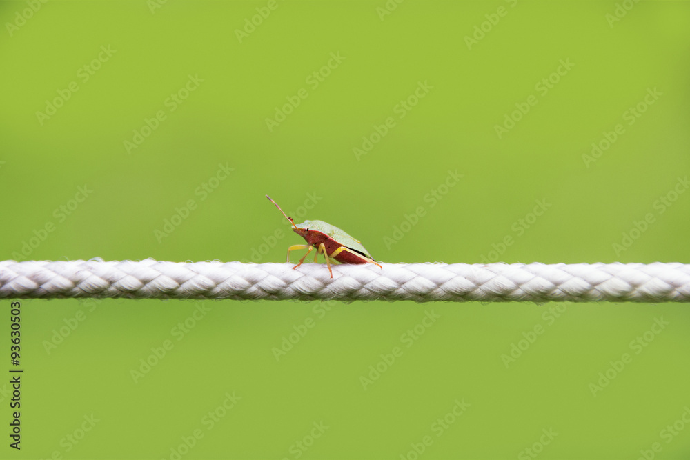 Bug sitting on a rope, green background. Pentatomidae palomena prasina ...