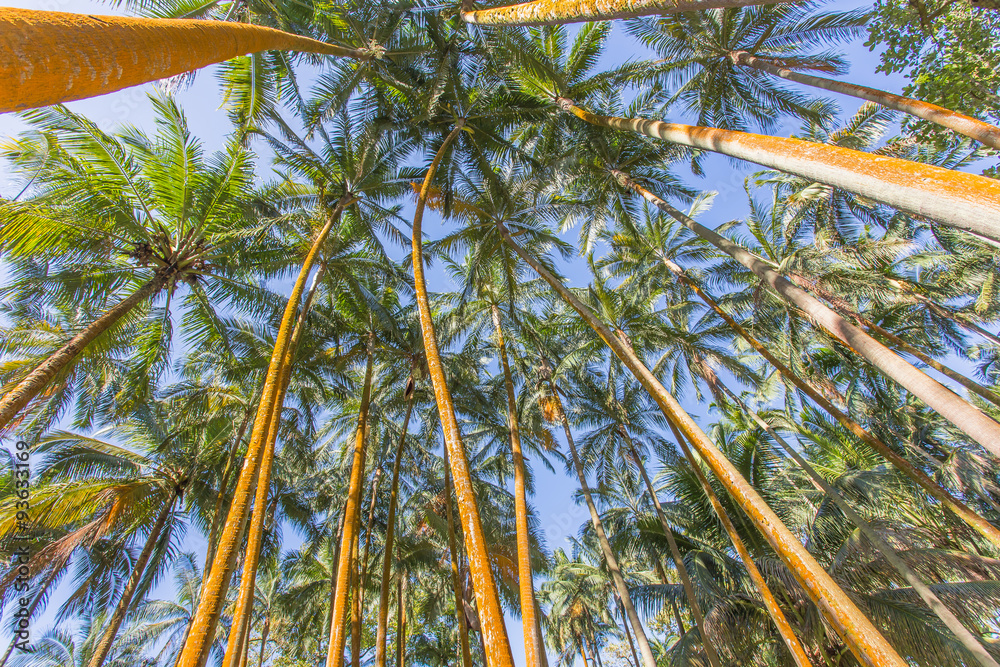forêt de palmiers géants, Anse des Cascades, île Réunion Stock Photo ...