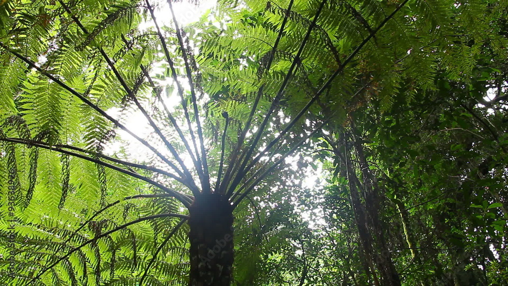 This rainforest landscape is of the temperate rainforest of NSW ...