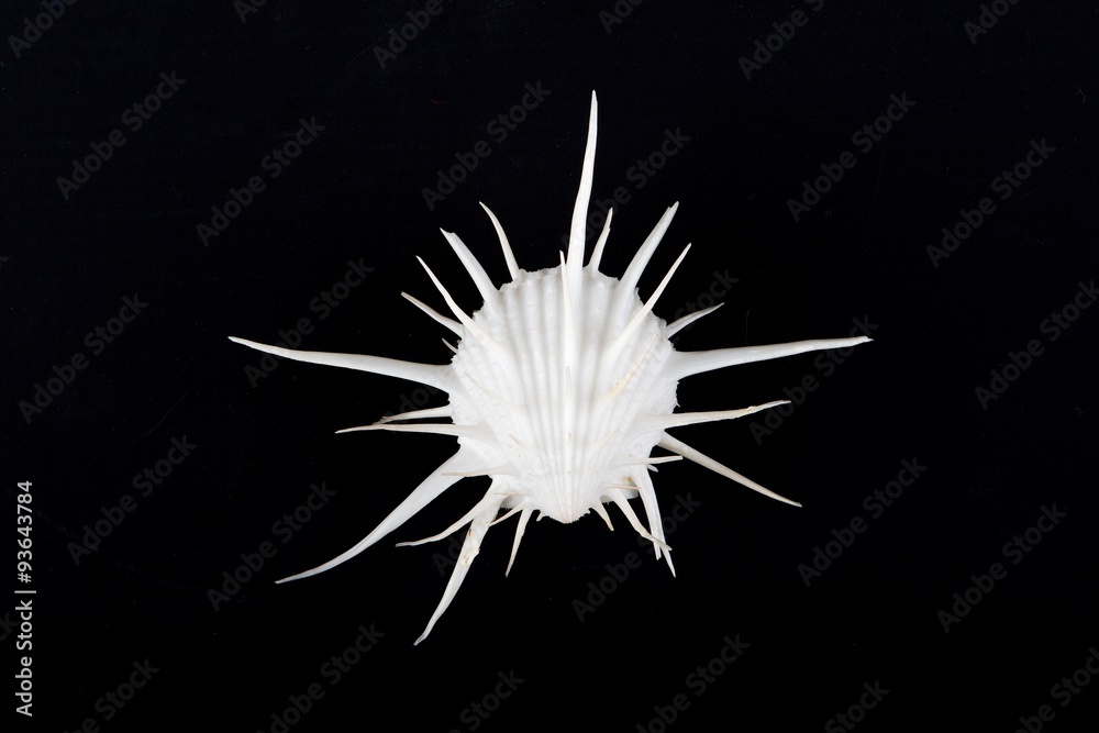 Sea shell isolated in black,Marine sea shell in a studio setting ...