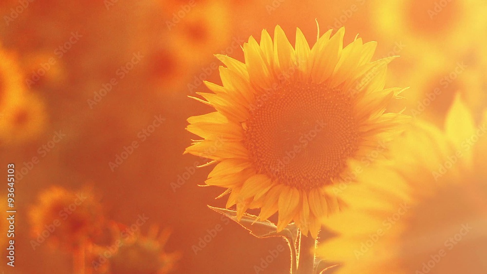 Sunflower field against the setting sun, helianthus annuus flower heads ...