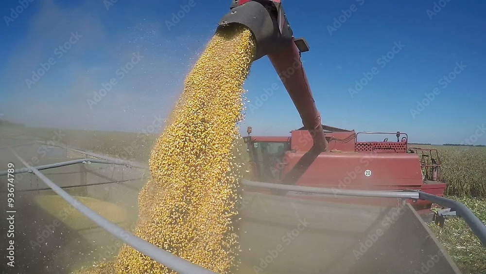 Combine Harvesting Corn and Unloading Grains into Tractor Trailer Stock ...