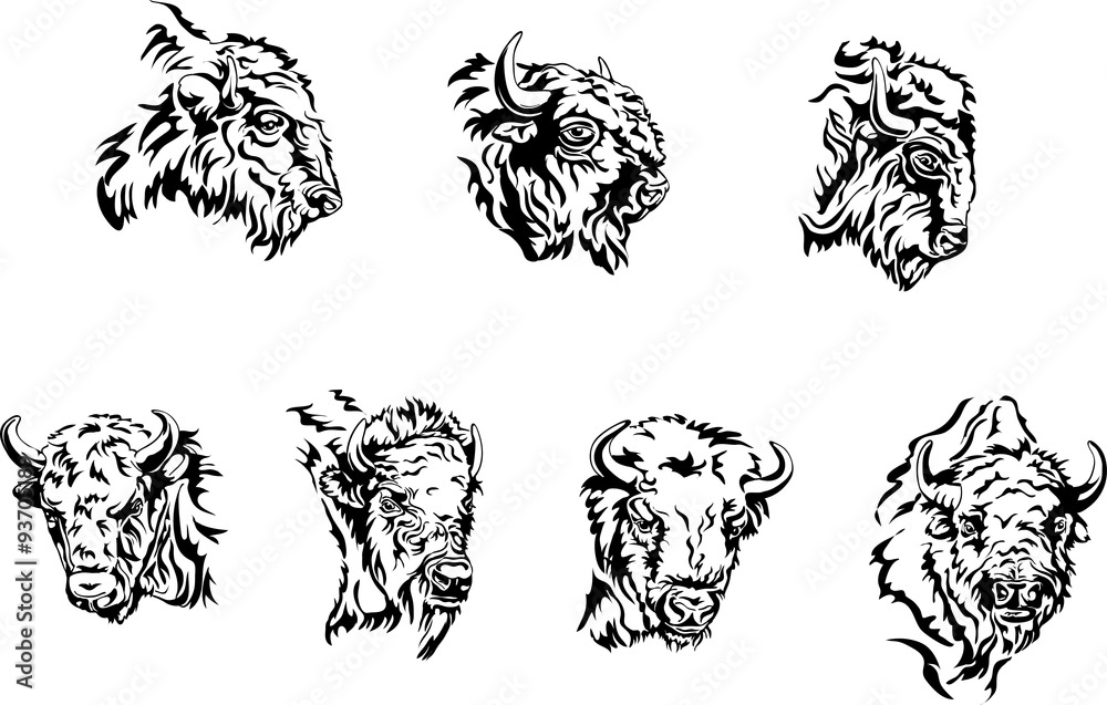 buffalo, illustration, portrait, various postures of the animal ...