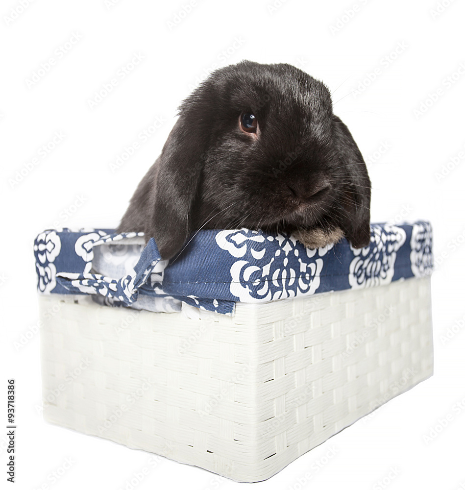 Black And White Mini Lop Rabbits