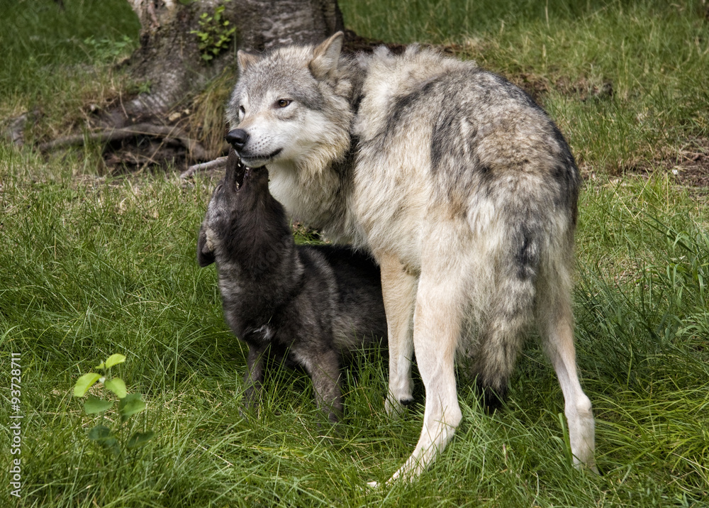 Baby Gray Wolves With Mom