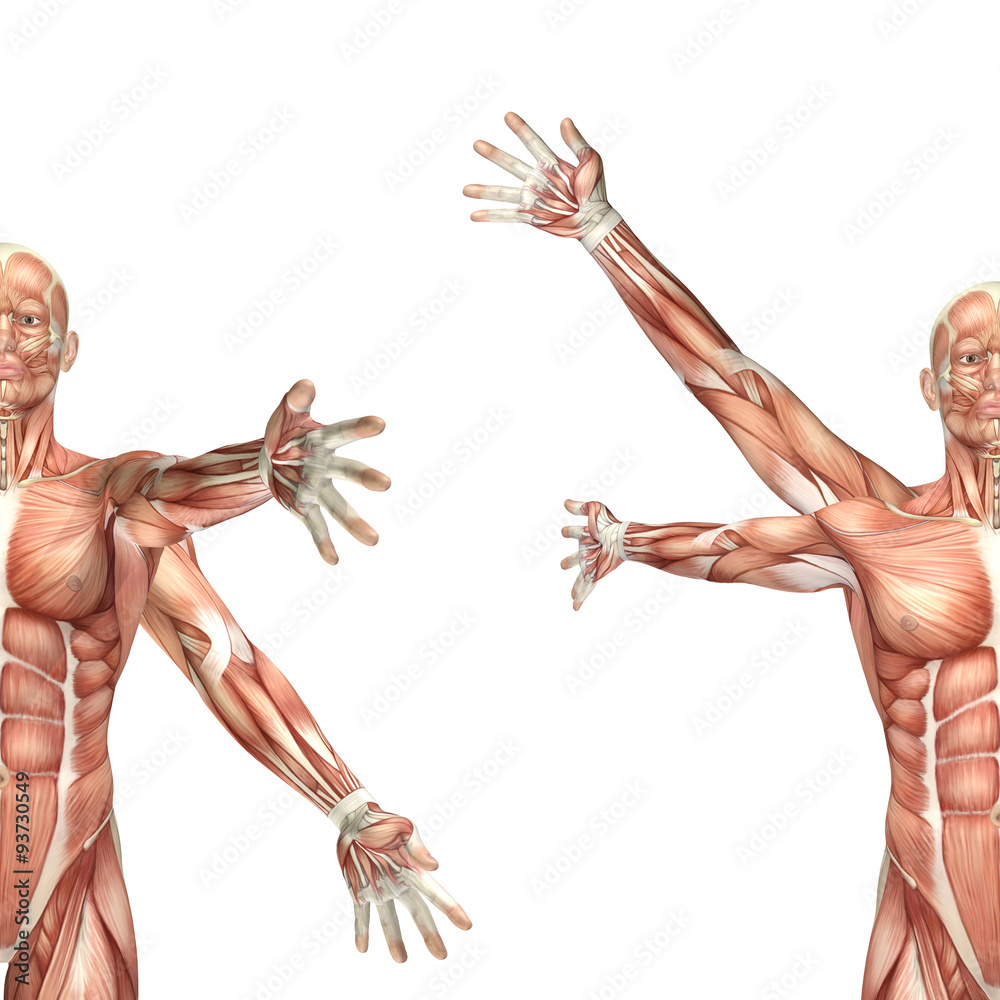 3D male medical figure showing shoulder circumduction Stock ...