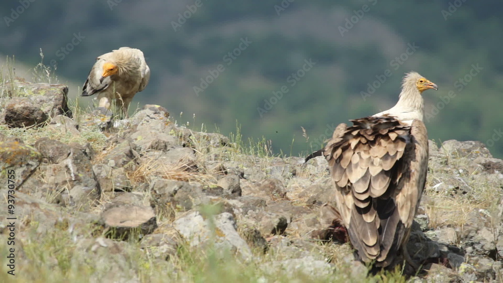 Raptor Birds Griffon and Egyptian Vultures eating carcass in the ...