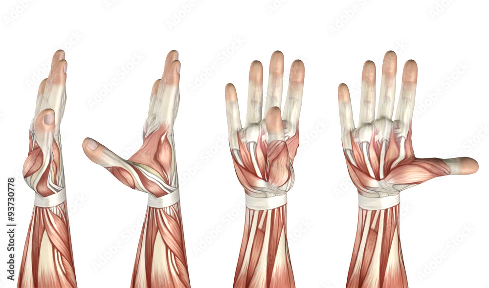 3D medical figure showing thumb abduction, adduction, extension Stock ...