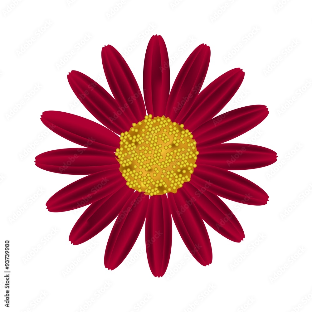 Red Daisy Flower on A White Background Stock Vector | Adobe Stock