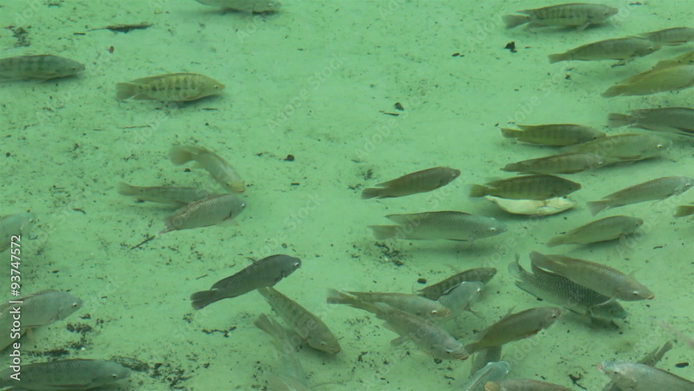 Blue Springs State Park fish in river Florida HD 1910 Stock Video ...