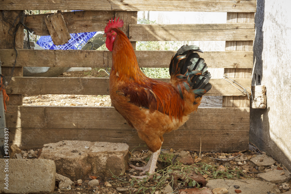Gallinas de corral. Gallos y gallinas en la granja. Gallinas ponedoras ...