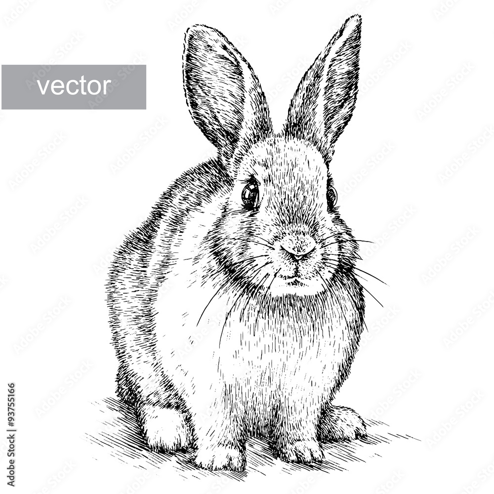 engrave rabbit illustration Stock Vector | Adobe Stock