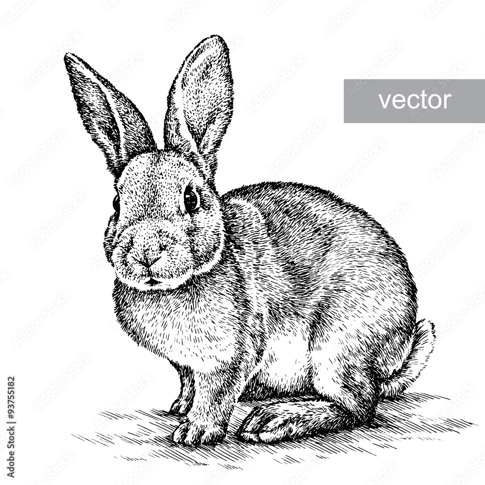 engrave rabbit illustration Stock Vector | Adobe Stock