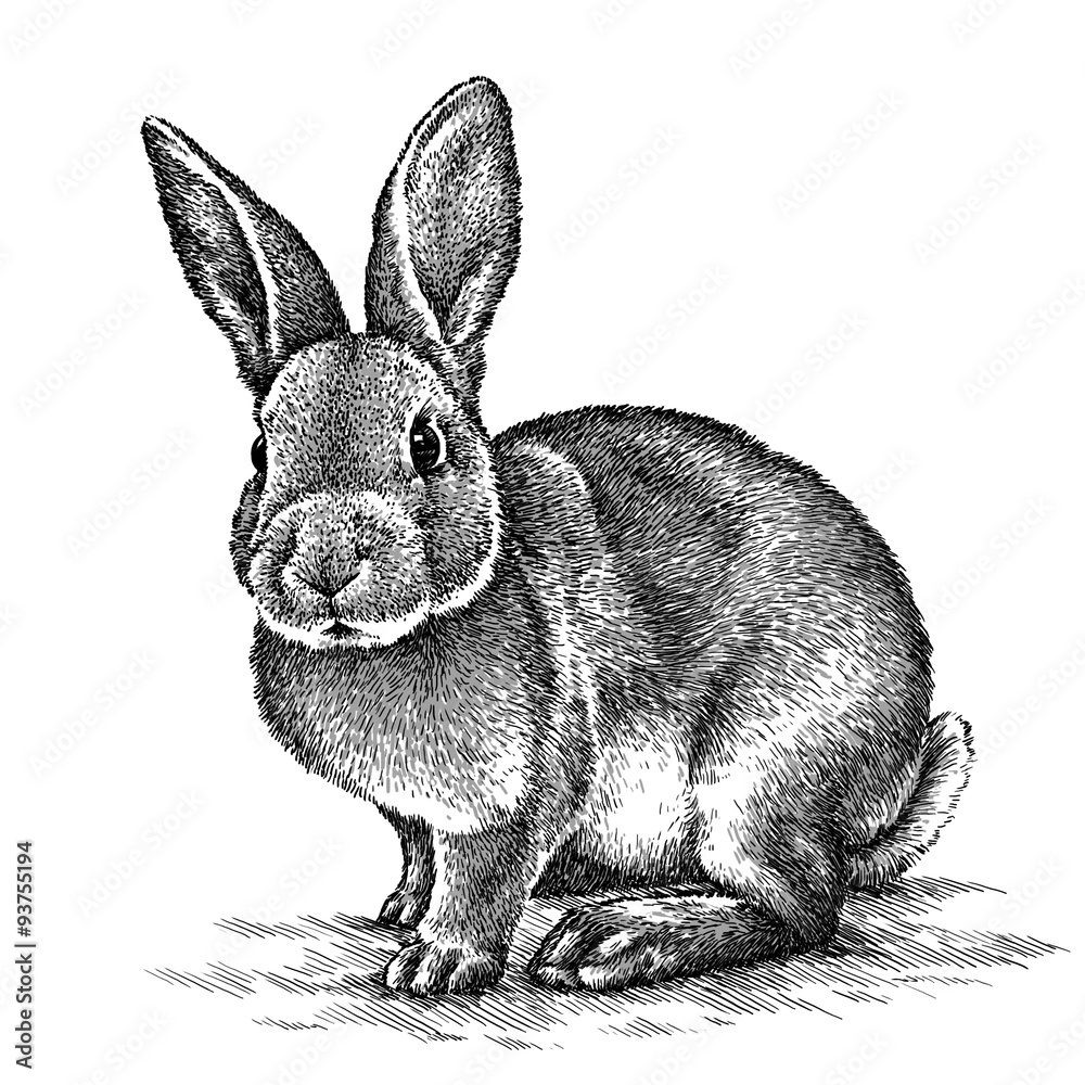 engrave rabbit illustration Stock Illustration | Adobe Stock
