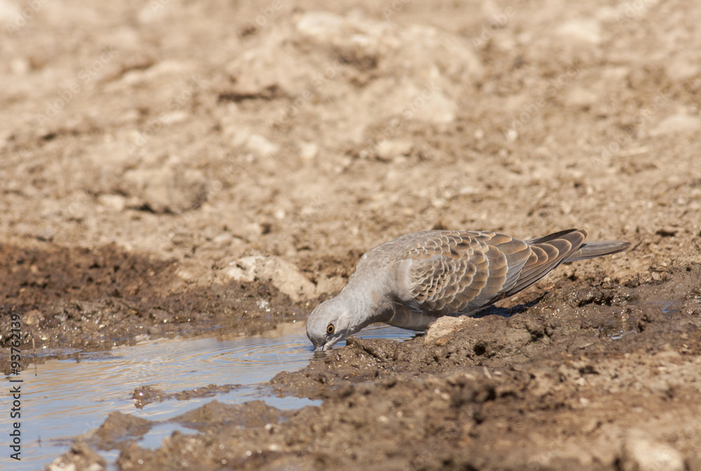 Turtle Dove (Streptopelia turtur) Stock Photo | Adobe Stock