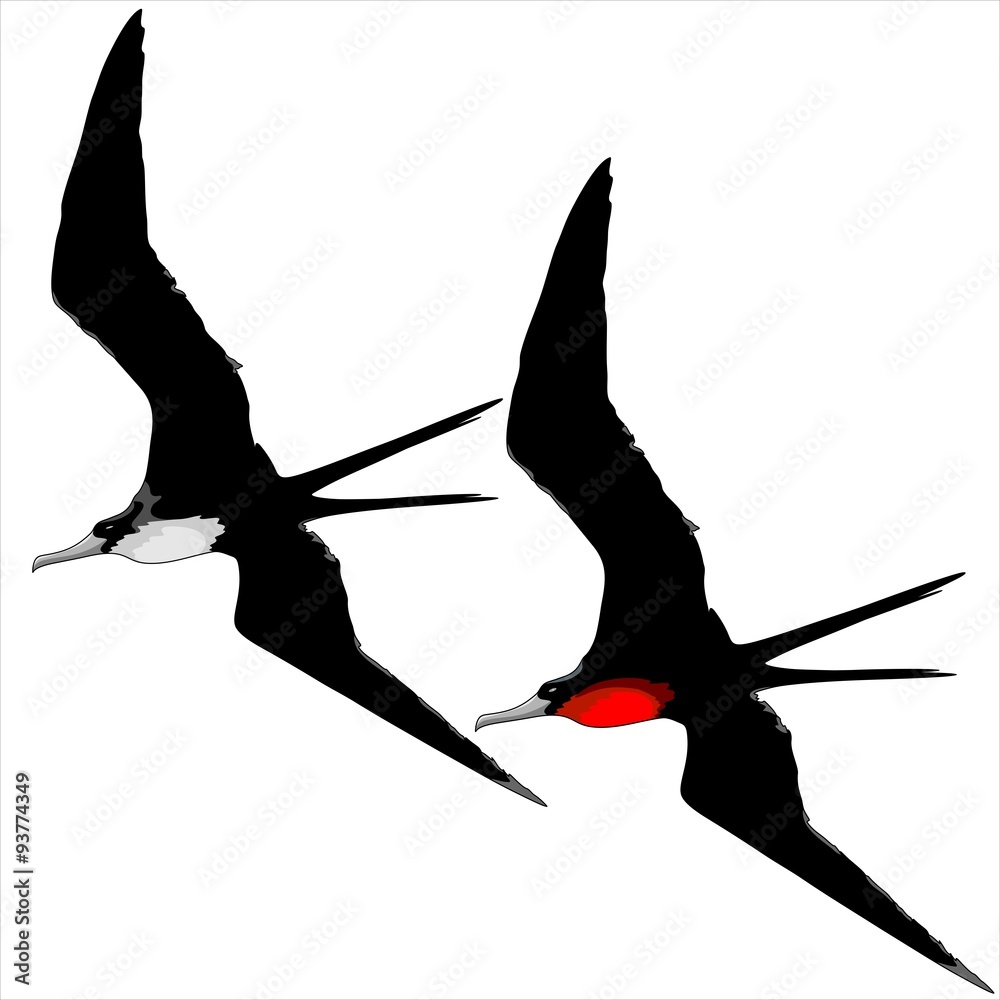 Frigate Birds Male and Female Stock Vector | Adobe Stock