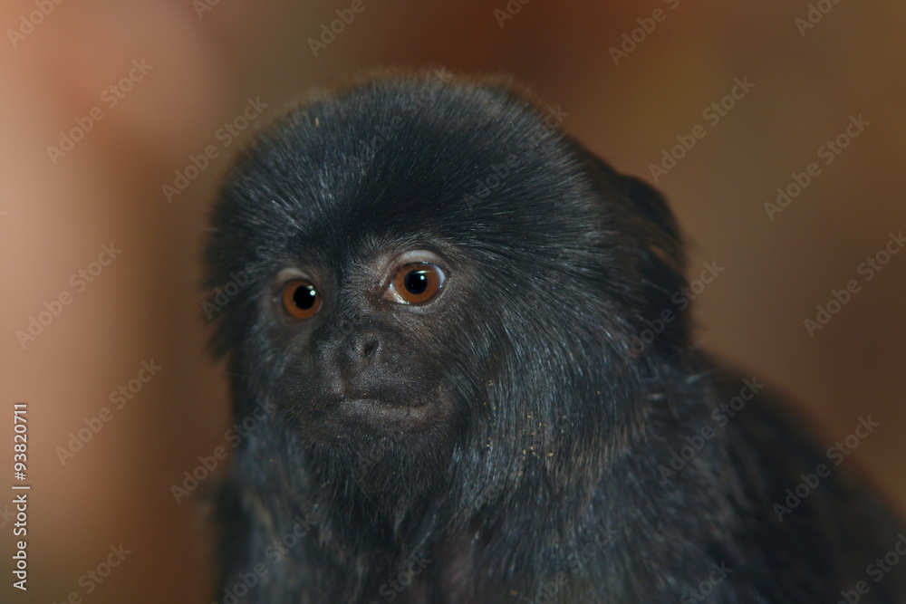 Springtamarin Stock-Foto | Adobe Stock