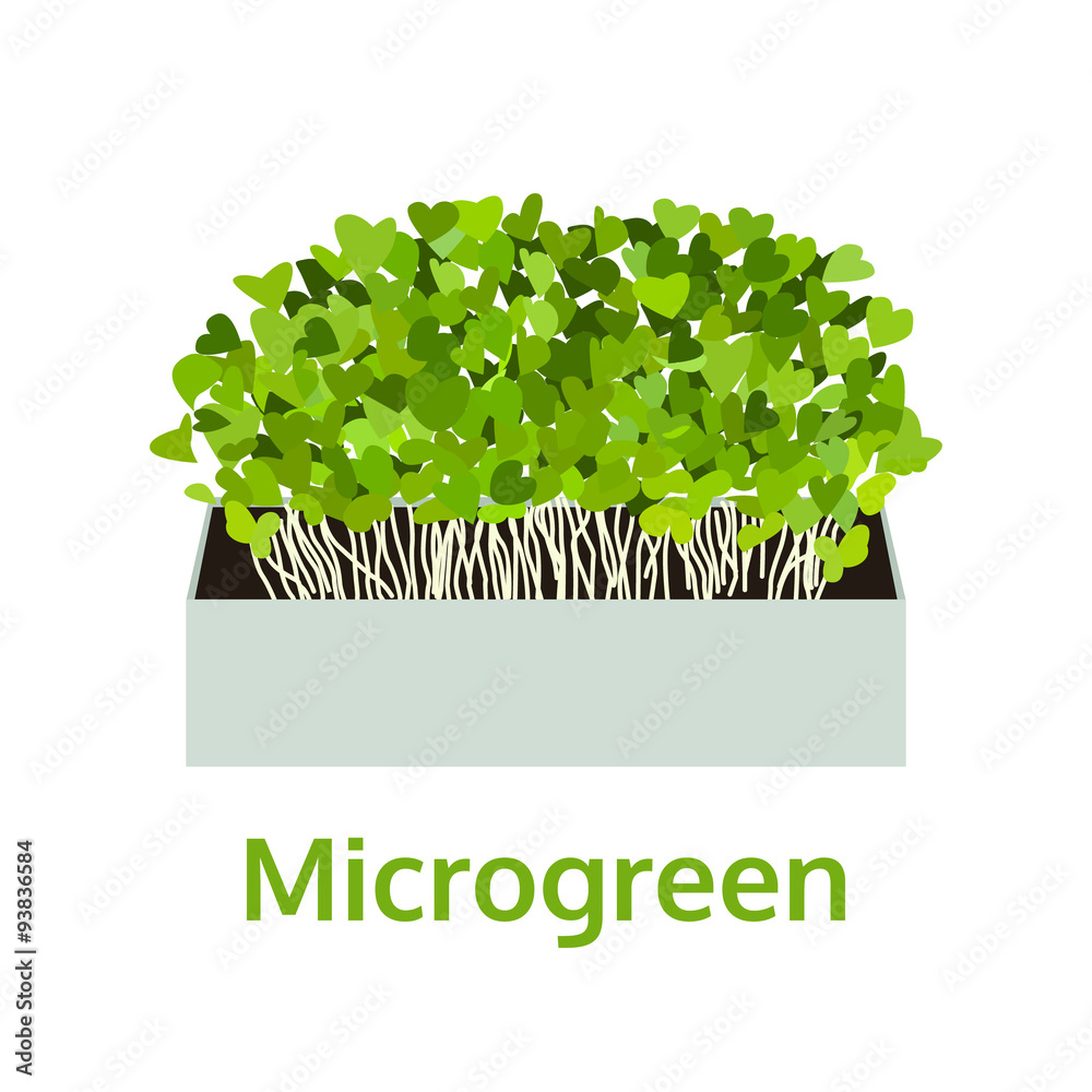 microgreen, healthy vegetable, food vector illustration Stock Vector ...