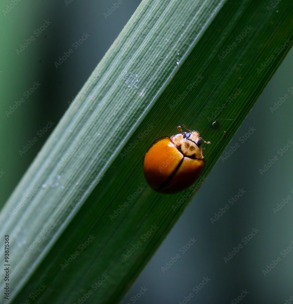Ladybug running along on blade of green grass. Beautiful nature Stock ...