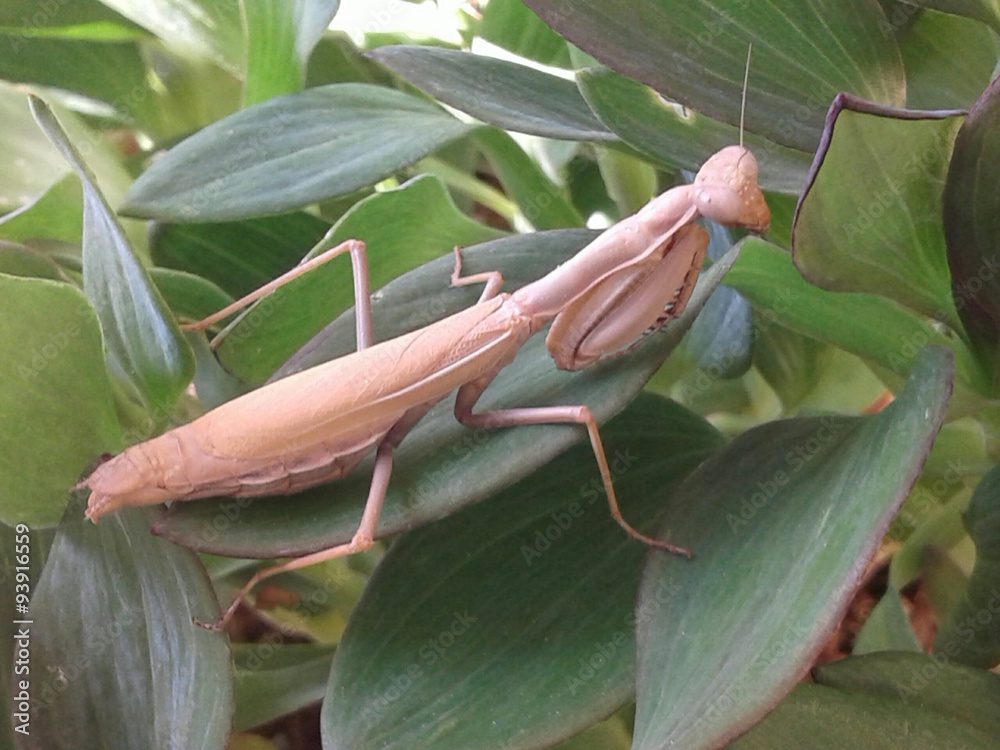 Mantide religiosa marrone Stock Photo | Adobe Stock
