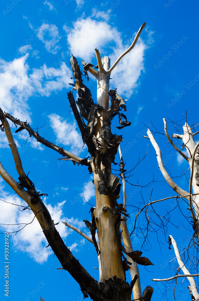 Dry Tree Trunk under Blue Sky Stock Photo | Adobe Stock