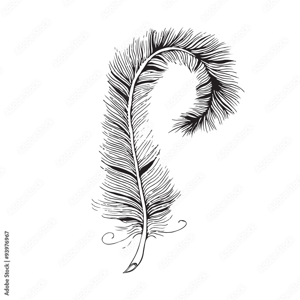 Vector feather line drawing Stock Vector | Adobe Stock
