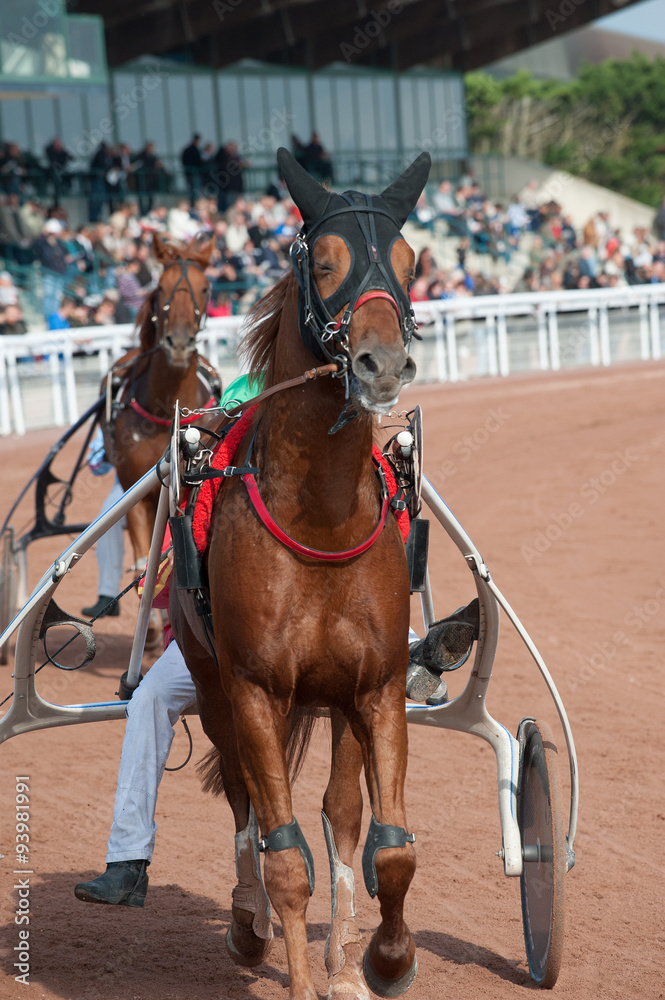 sulky Stock Photo | Adobe Stock