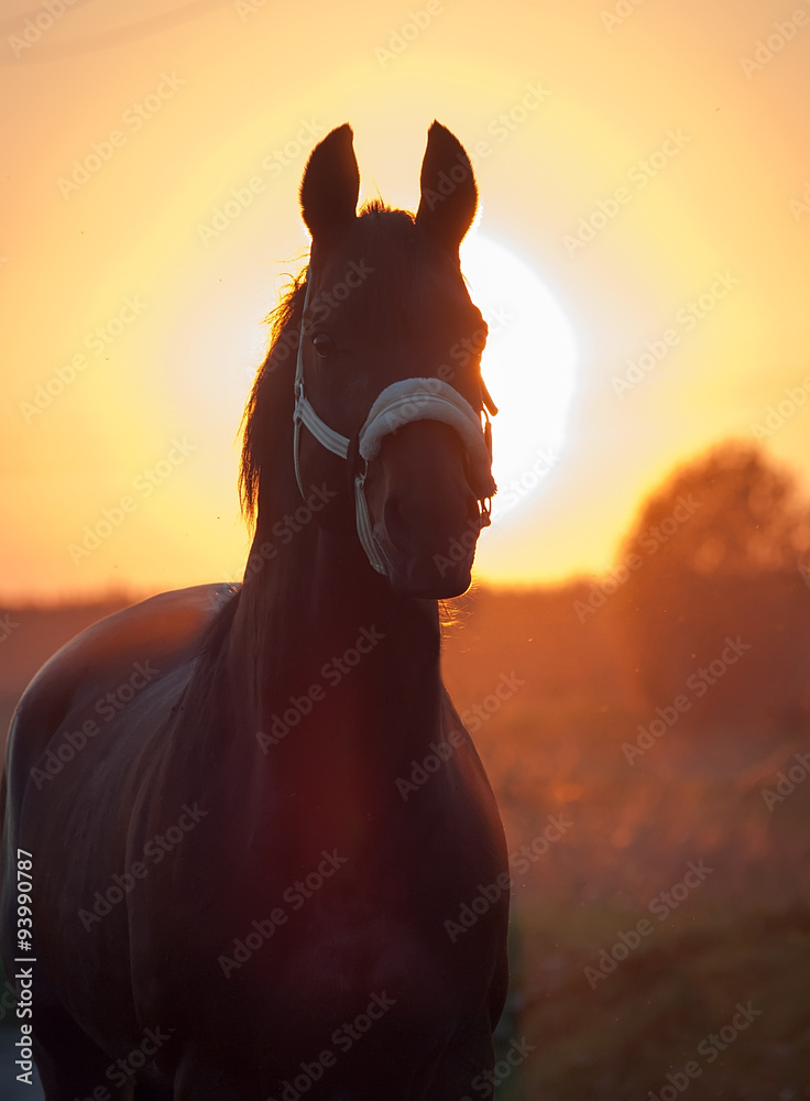 portrait of horse against sun. sunset Stock Photo | Adobe Stock