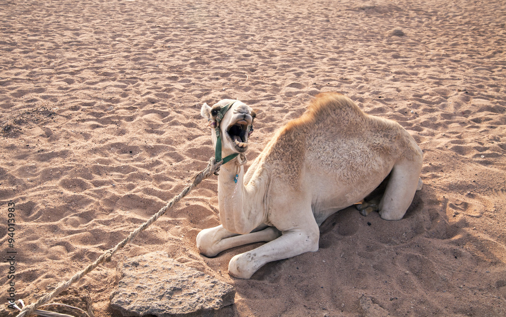 singing camel Stock Photo | Adobe Stock