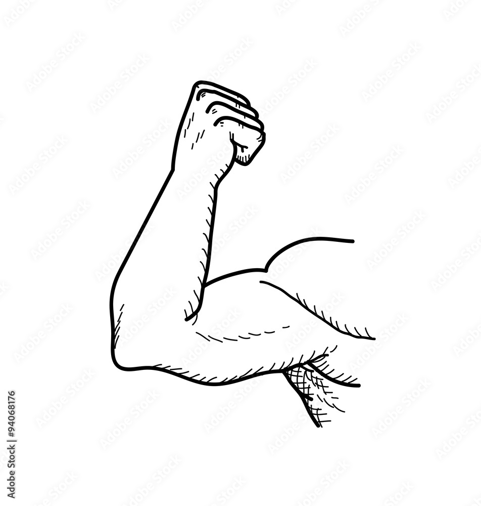 Bicep, a hand drawn vector doodle illustration of a big strong bicep of ...