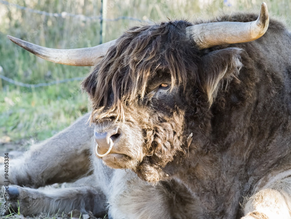 Scottish Highlander Bull with Ring in Nose Lying in Field Stock Photo ...