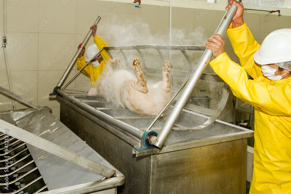 Skilled workers manually remove a pig carcass from a scalding tub,using ...