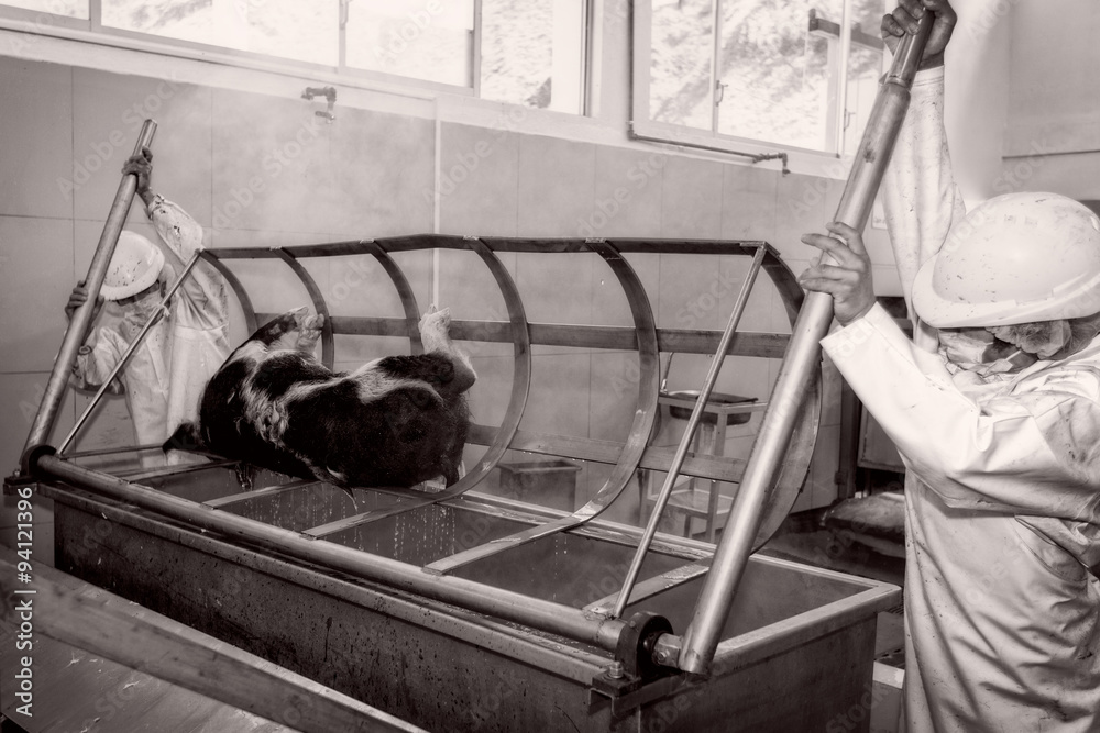 Skilled workers manually remove a pig carcass from a scalding tub,using ...
