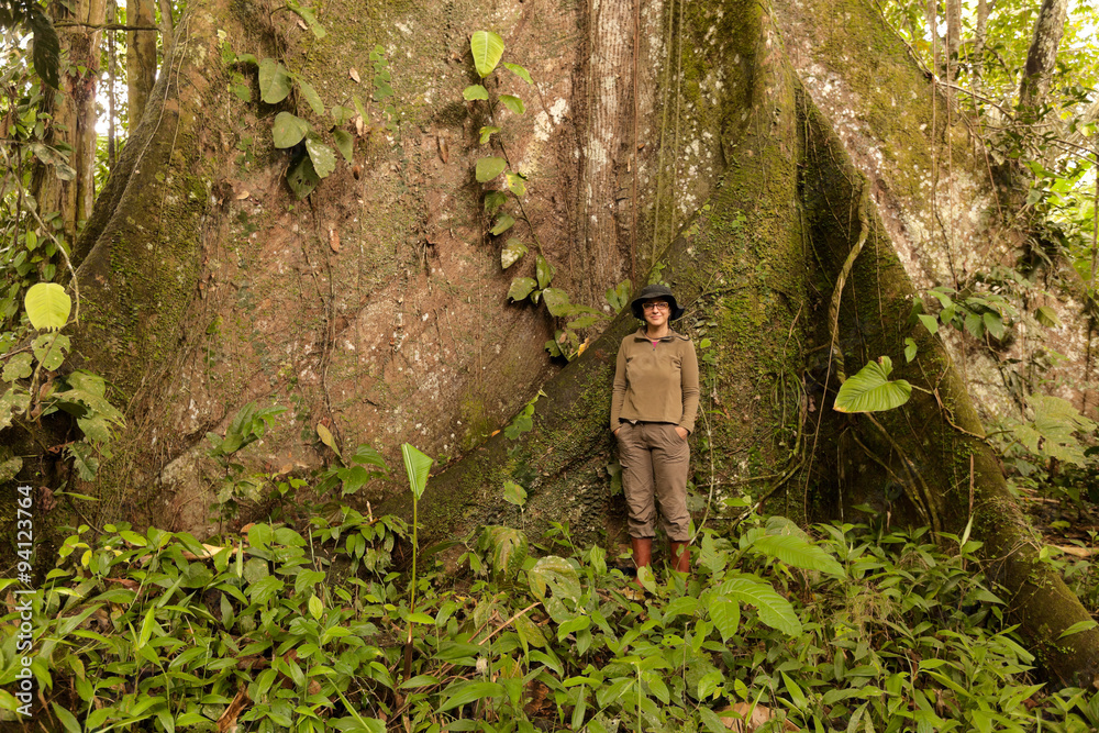 Biologist standing beside a majestic Kapok tree(Ceiba pentandra) in the ...