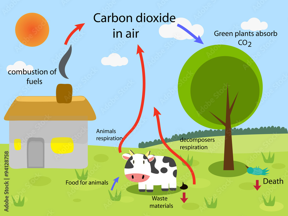 the carbon cycle Stock Vector | Adobe Stock the carbon cycle Stock Vector | Adobe Stock
