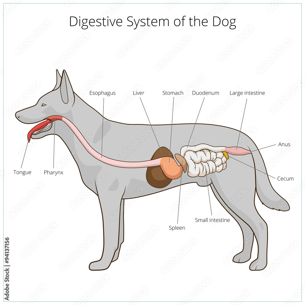 Digestive system of the dog vector illustration Stock Vector | Adobe Stock