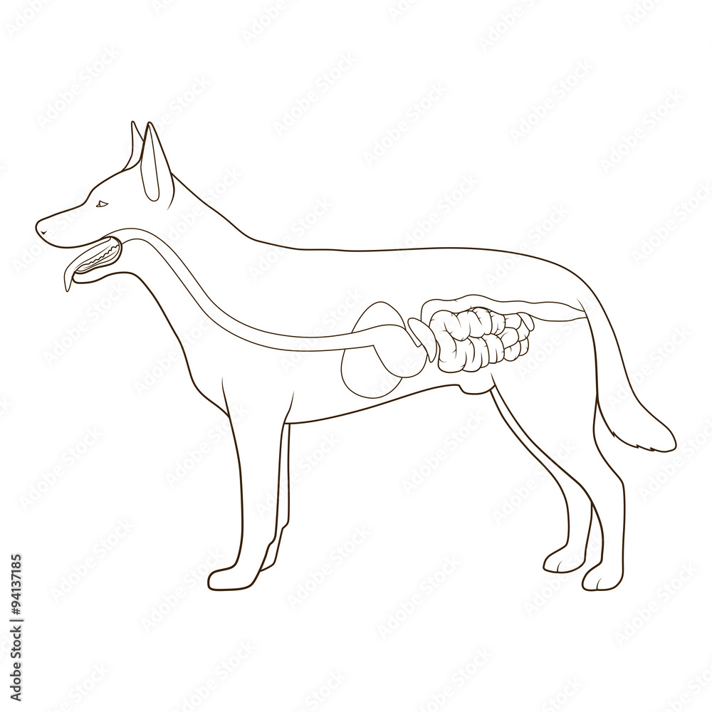 Digestive system of the dog vector illustration Stock Vector | Adobe Stock