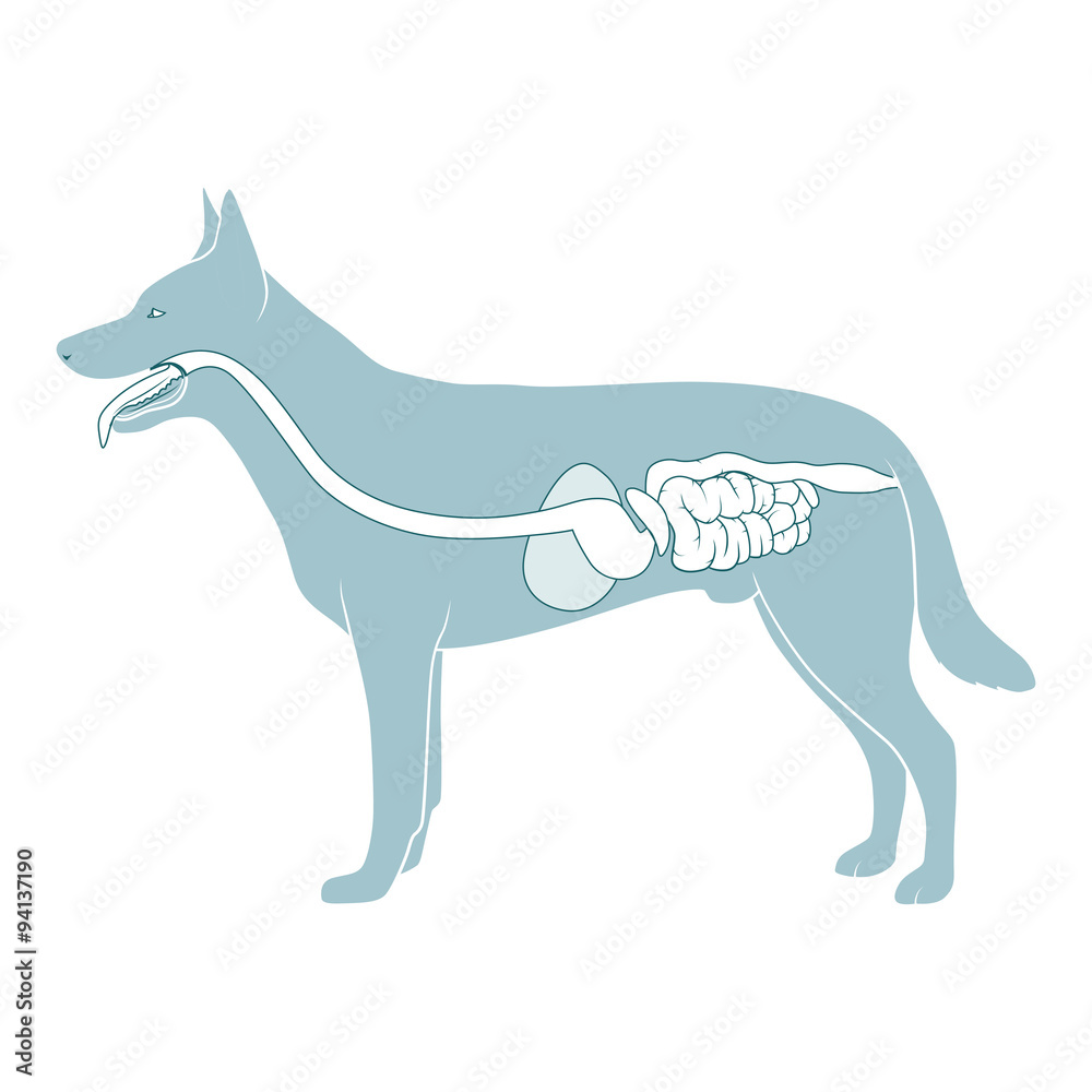 Digestive system of the dog vector illustration Stock Vector | Adobe Stock