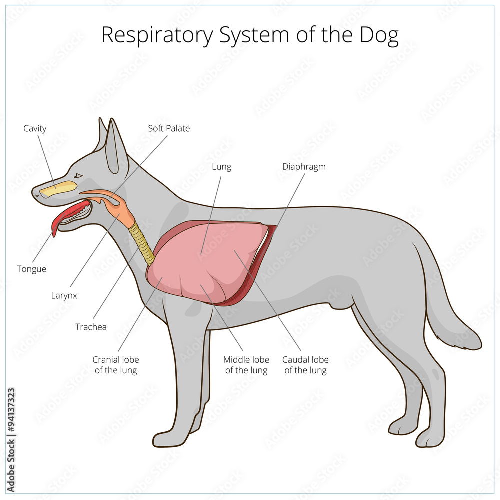 Respiratory system of the dog vector illustration Stock Vector | Adobe ...