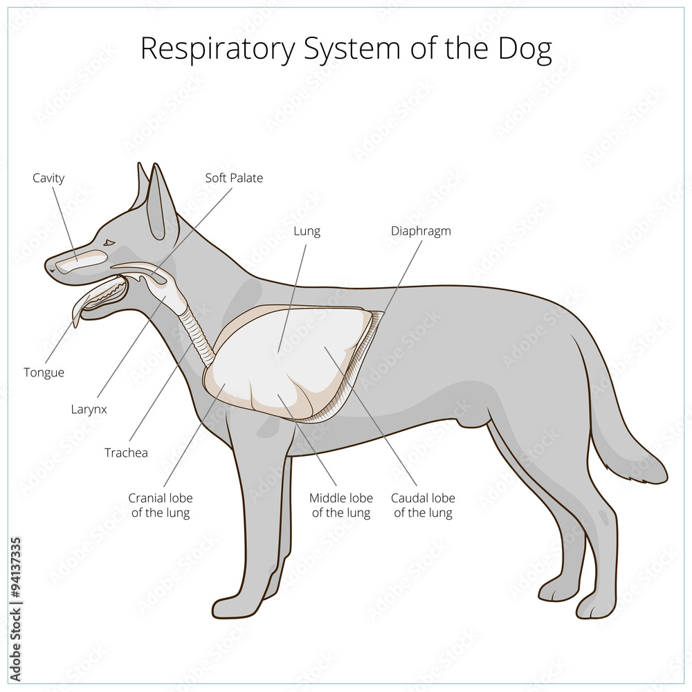Do Dogs Have 4 Lungs