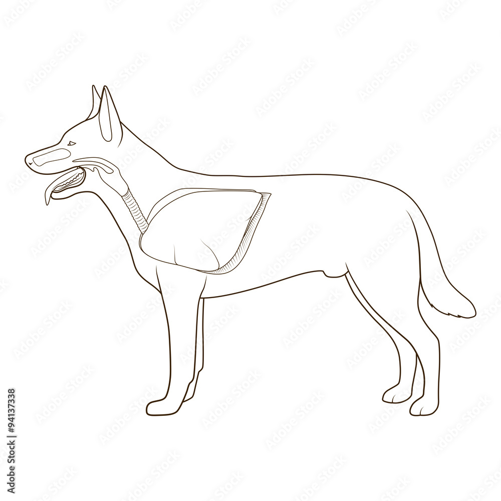 Respiratory system of the dog vector illustration Stock Vector | Adobe ...